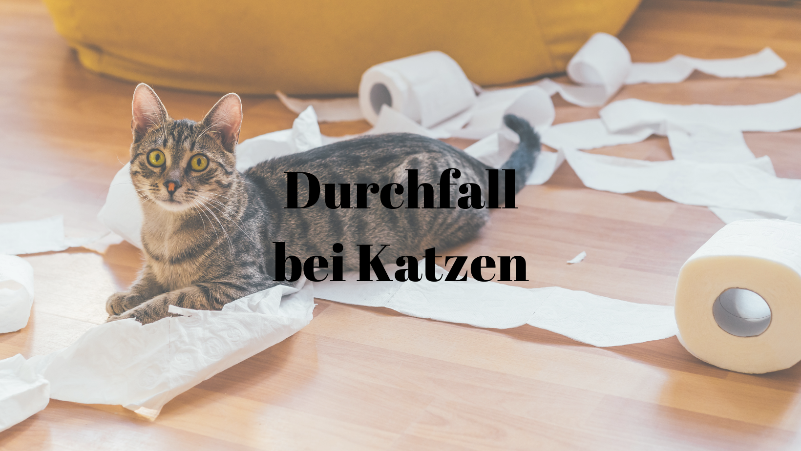 Katzenkrankheiten - PawsomeVetAdvice